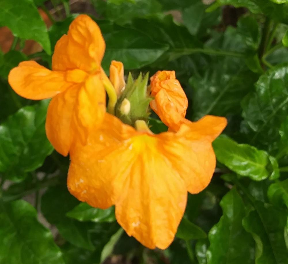 Firecracker Flower (Crossandra infundibuliformis 'Orange Marmalade ...