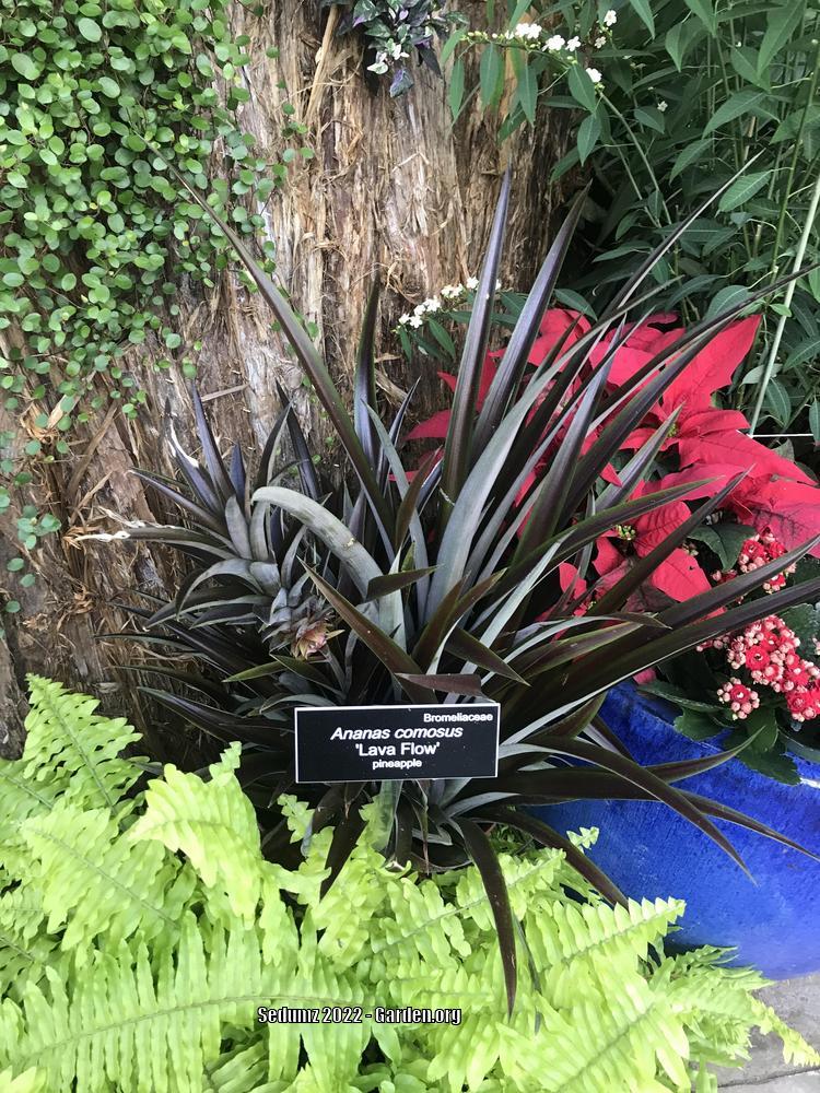 Pineapple (Ananas comosus 'Champaca') - Garden.org