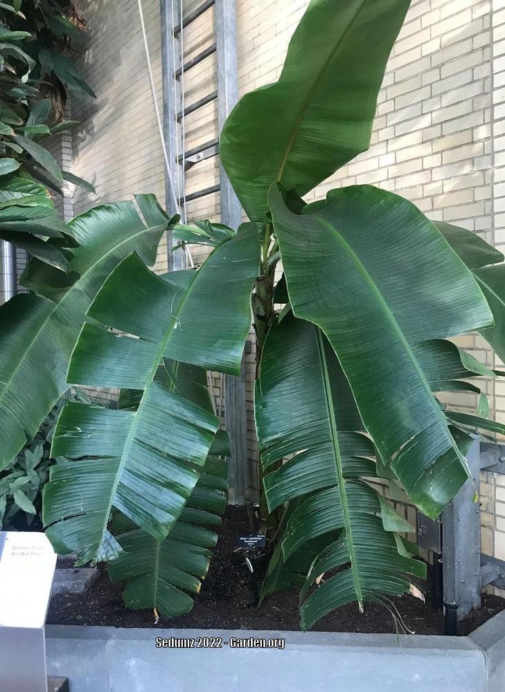 Banana (Musa 'Sweetheart') in the Bananas Database - Garden.org