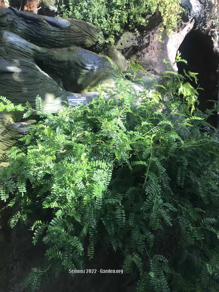 Photo of the entire plant of ʻUlei (Osteomeles anthyllidifolia) posted ...