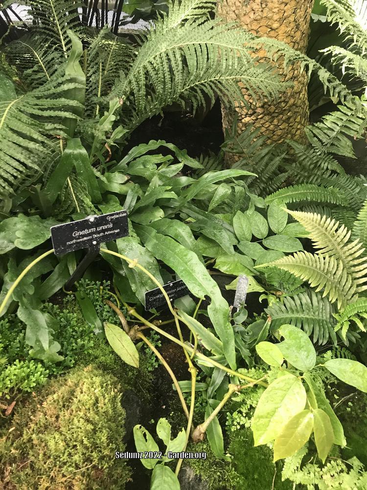 Japanese Bamboo Fern (Coniogramme japonica) - Garden.org