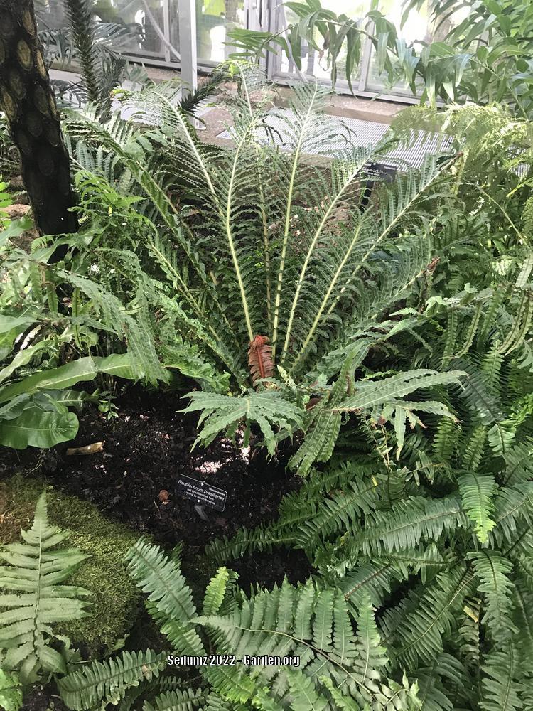 Photo of the entire plant of Red Dwarf Tree Fern (Neoblechnum ...