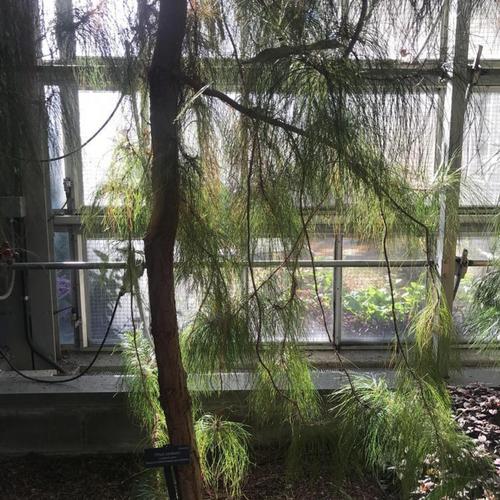 Caribbean Pine (Pinus caribaea) - Garden.org