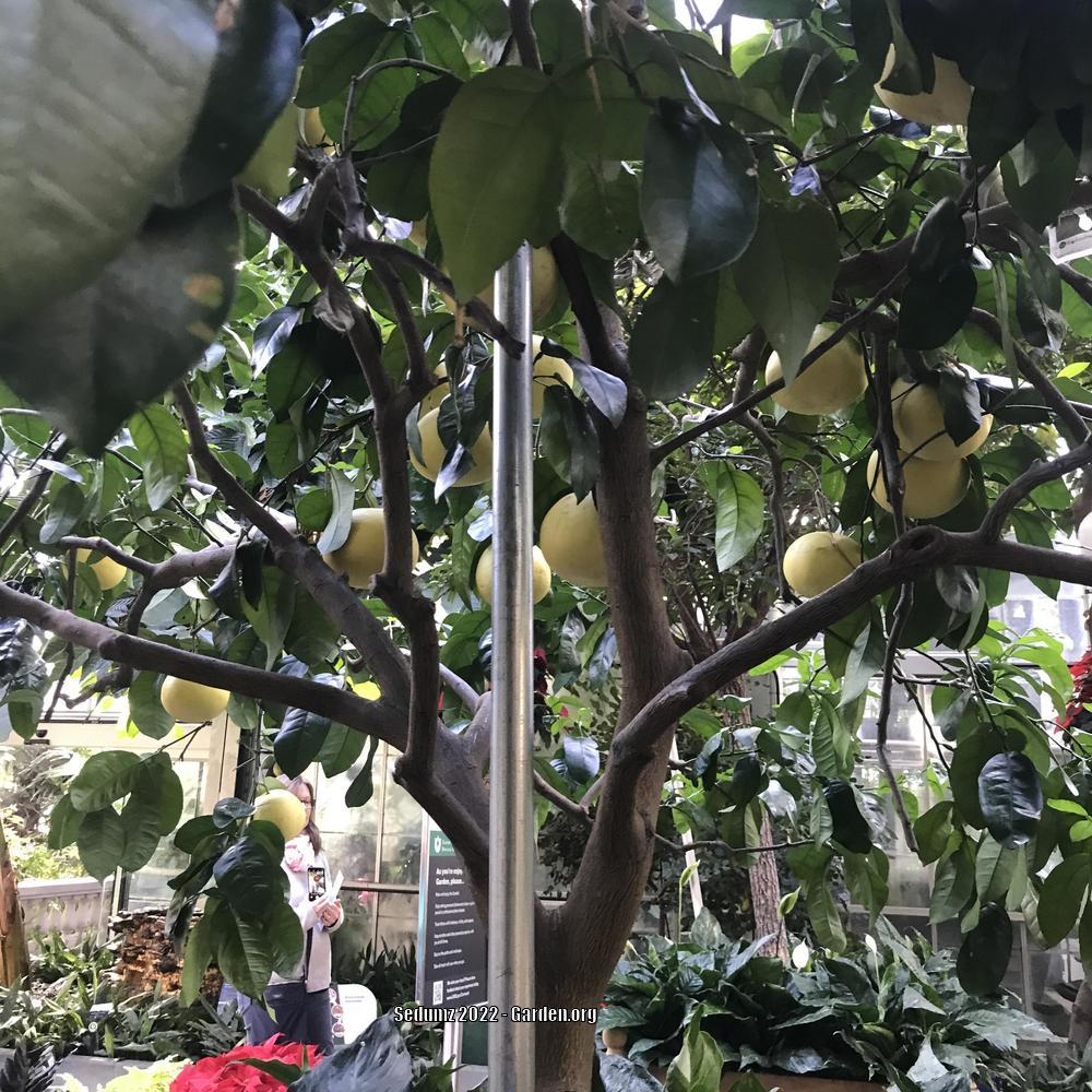 Photo of the entire plant of Grapefruit (Citrus x aurantium 'Duncan ...