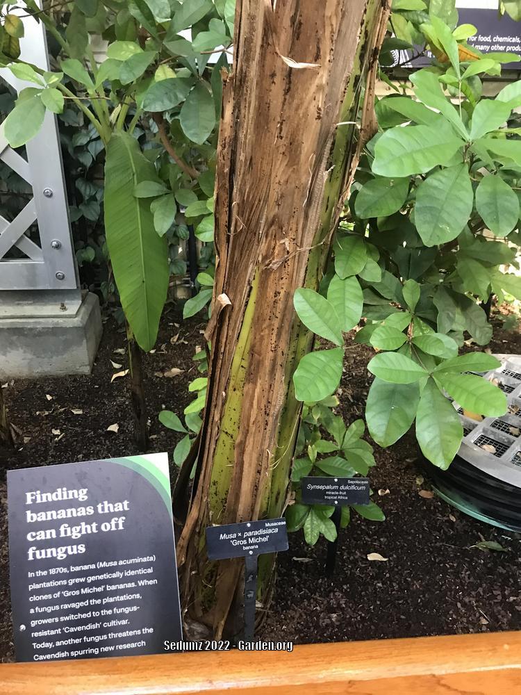 Photo of the stem, scape, stalk or bark of Banana (Musa acuminata 'Gros ...
