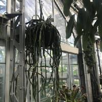 Photo of the entire plant of Cucumber Cactus (Cissus cactiformis ...