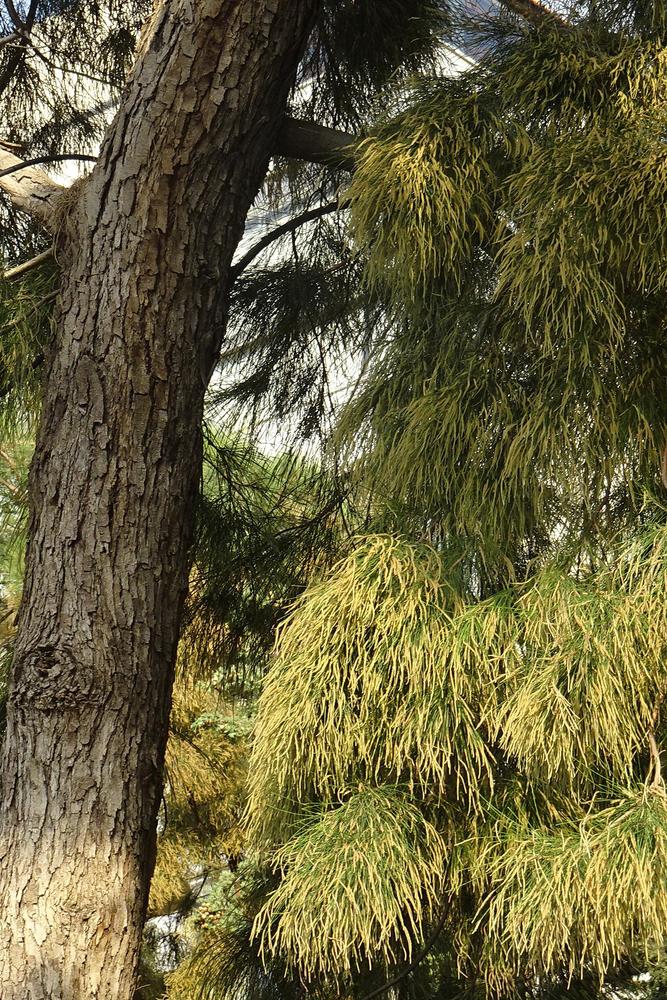 Photo of the stem, scape, stalk or bark of River She-Oak (Casuarina ...