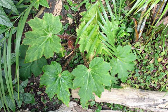 Photo of the entire plant of Star Begonia (Begonia heracleifolia ...