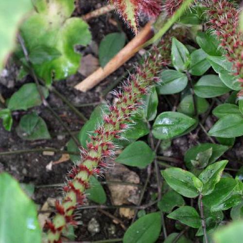 Star Begonia (Begonia heracleifolia) in the Begonias Database - Garden.org