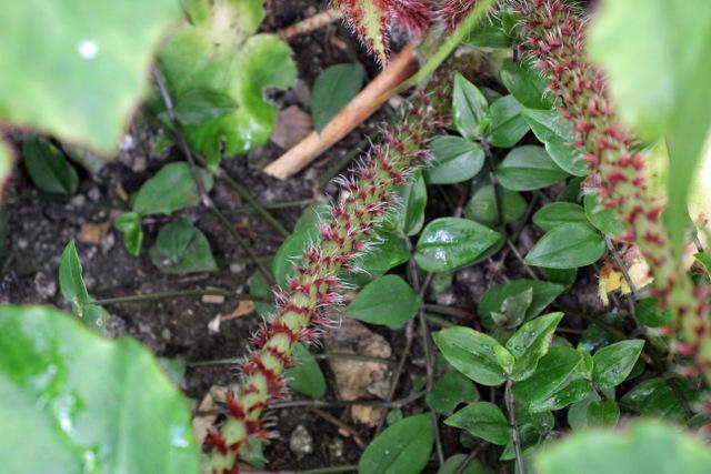 Star Begonia (Begonia heracleifolia) in the Begonias Database - Garden.org