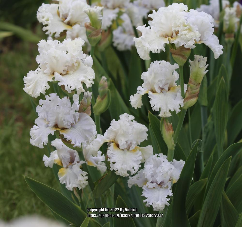 Photo of the bloom of Tall Bearded Iris (Iris 'Winter's Smile') posted ...