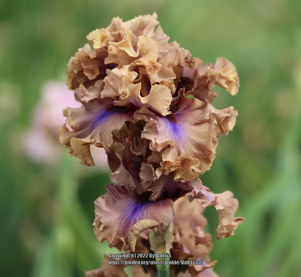Photo of the bloom of Tall Bearded Iris (Iris 'Dragon Dance') posted by ...