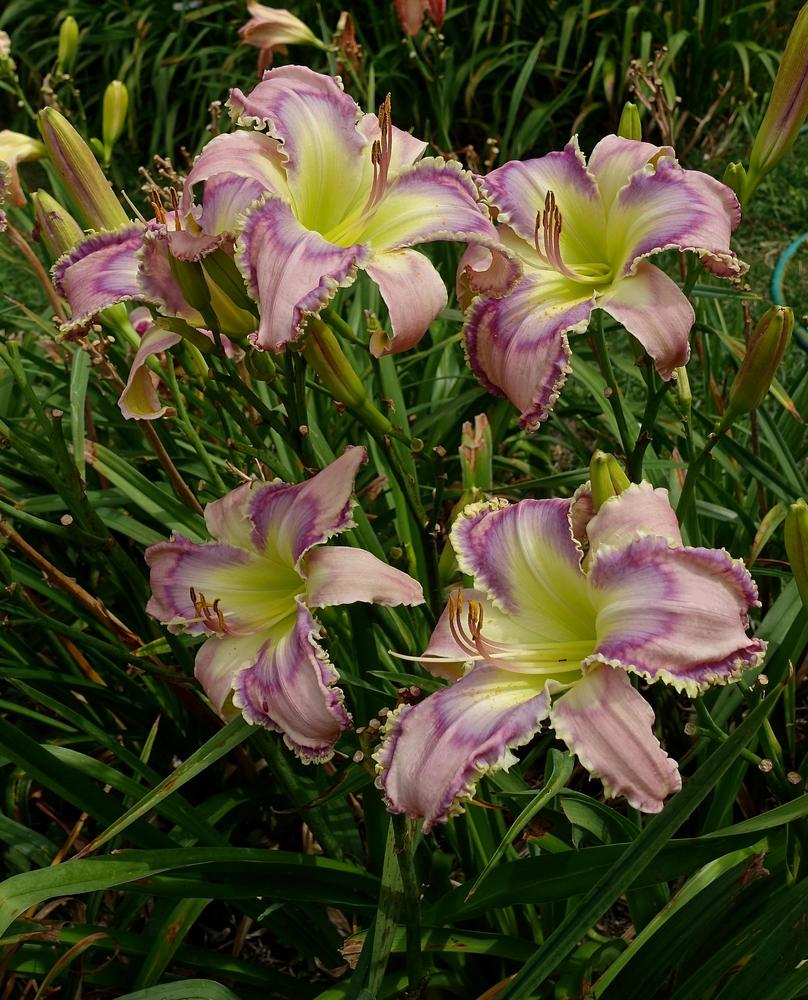 Photo of the bloom of Daylily (Hemerocallis 'Kingdom Bound') posted by ...
