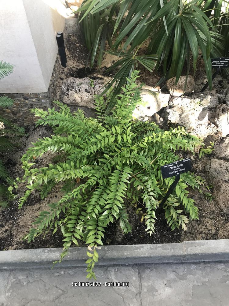 Photo of the entire plant of Zamia posted by sedumzz - Garden.org