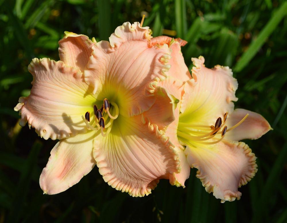 Photo of the bloom of Daylily (Hemerocallis 'Daughter of the King ...