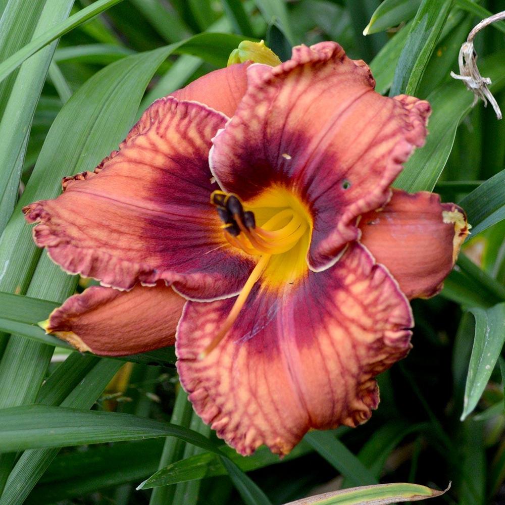 Daylily (Hemerocallis 'Chestnut Filly') in the Daylilies Database - Garden.org