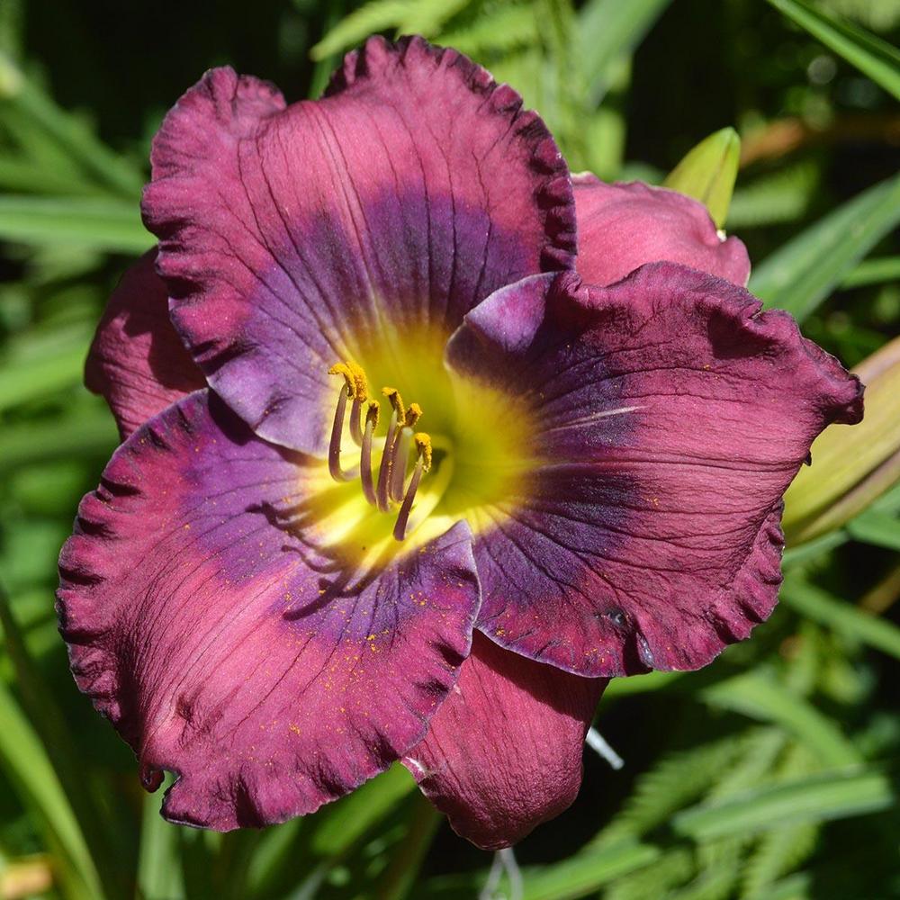 Photo of the bloom of Daylily (Hemerocallis 'Cinderella Blue') posted ...