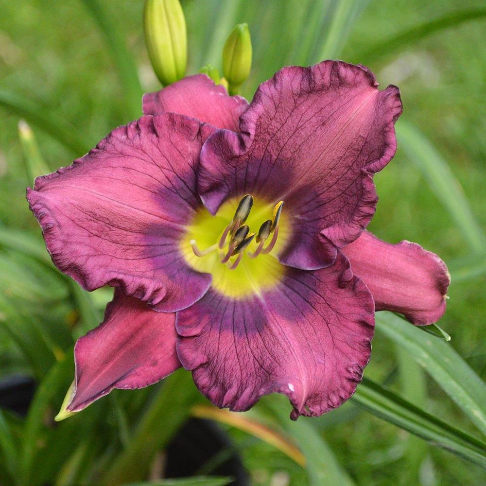 Photo of the bloom of Daylily (Hemerocallis 'Cinderella Blue') posted ...