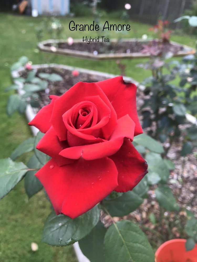 Photo of the bloom of Rose (Rosa 'Grande Amore') posted by Eric_C ...