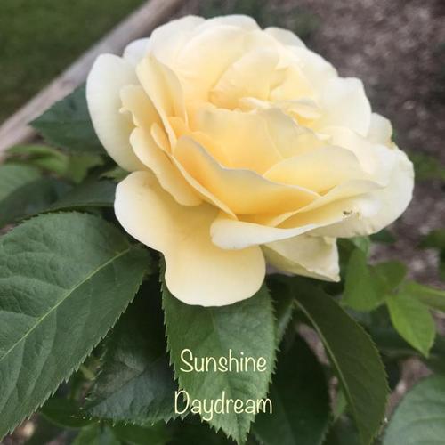 Rose (Rosa 'Sunshine Daydream') in the Roses Database - Garden.org