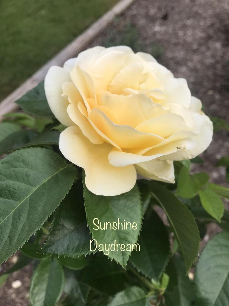 Photo of the bloom of Rose (Rosa 'Sunshine Daydream') posted by Eric_C - Garden.org