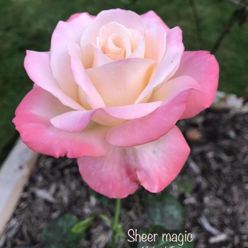 Rose (Rosa 'Sheer Magic') in the Roses Database - Garden.org