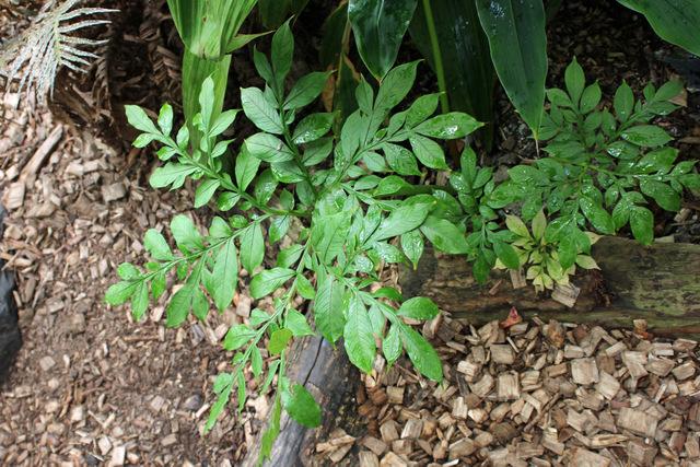 Photo of the entire plant of Voodoo Plant (Amorphophallus impressus ...