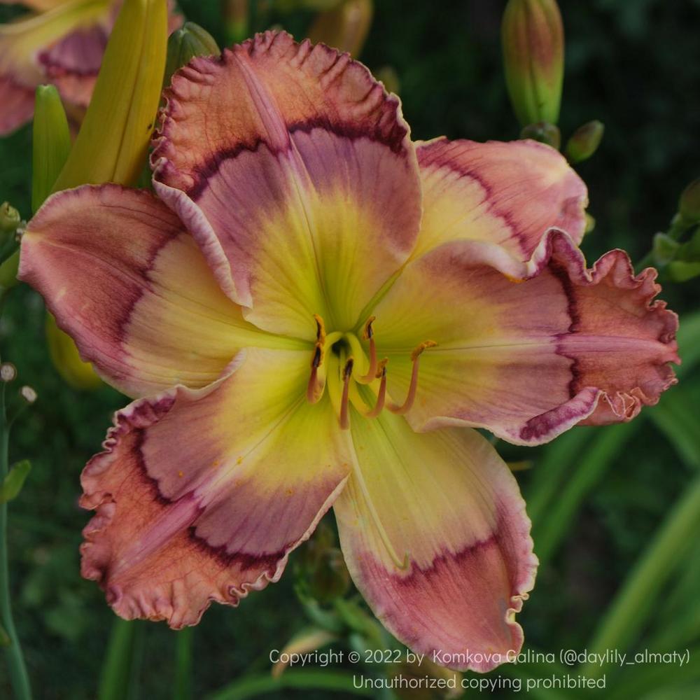 Photo of the entire plant of Daylily (Hemerocallis 'Cosmic Kaleidoscope') posted by daylily ...