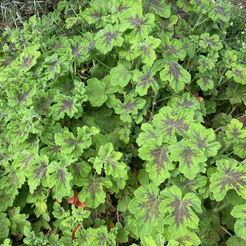 Peppermint-Scented Geranium (Pelargonium tomentosum 'Chocolate Mint ...
