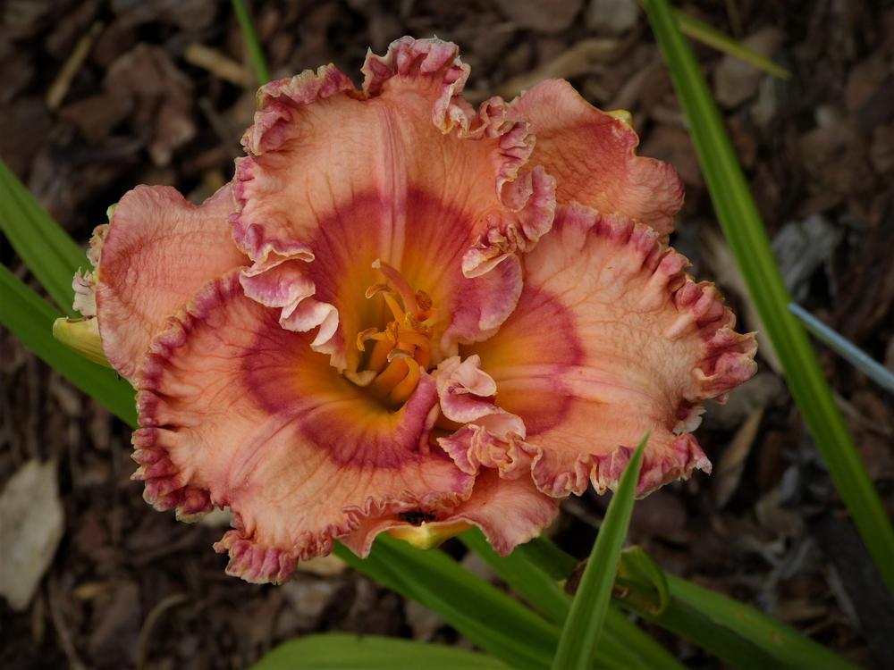 Photo of the bloom of Daylily (Hemerocallis 'Dressed in Ruffles ...