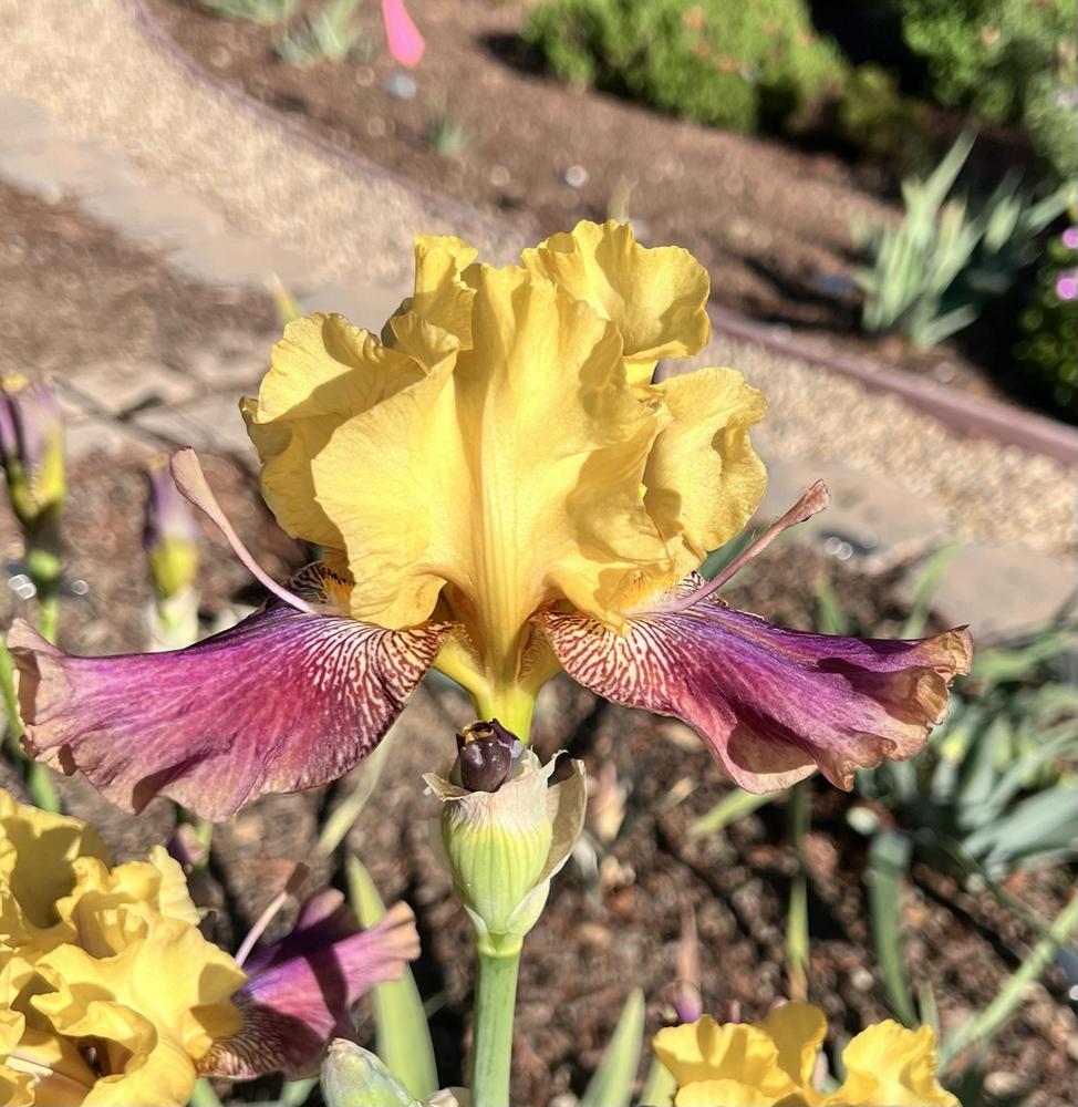 Tall Bearded Iris (Iris 'Early Morning Rayz') in the Irises Database ...