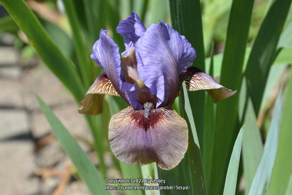 Photo of the bloom of Arilbred Iris (Iris 'Prairie Thunder') posted by ...