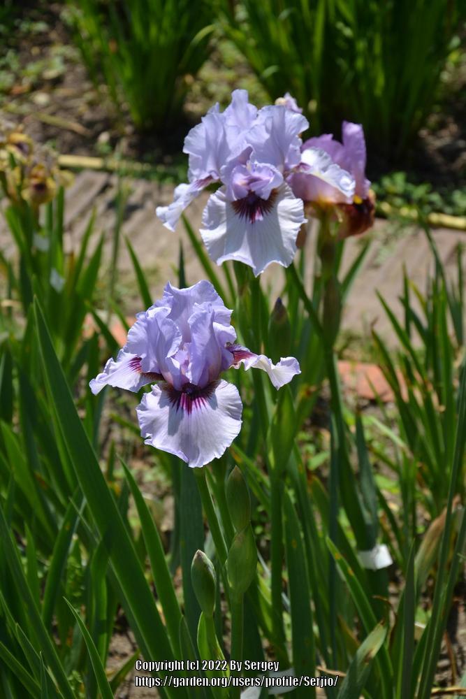 Photo of the bloom of Arilbred Iris (Iris 'Perry Dyer') posted by Serjio - Garden.org
