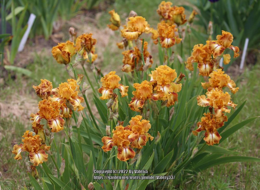 Photo of the bloom of Tall Bearded Iris (Iris 'Yellow Brick Road ...