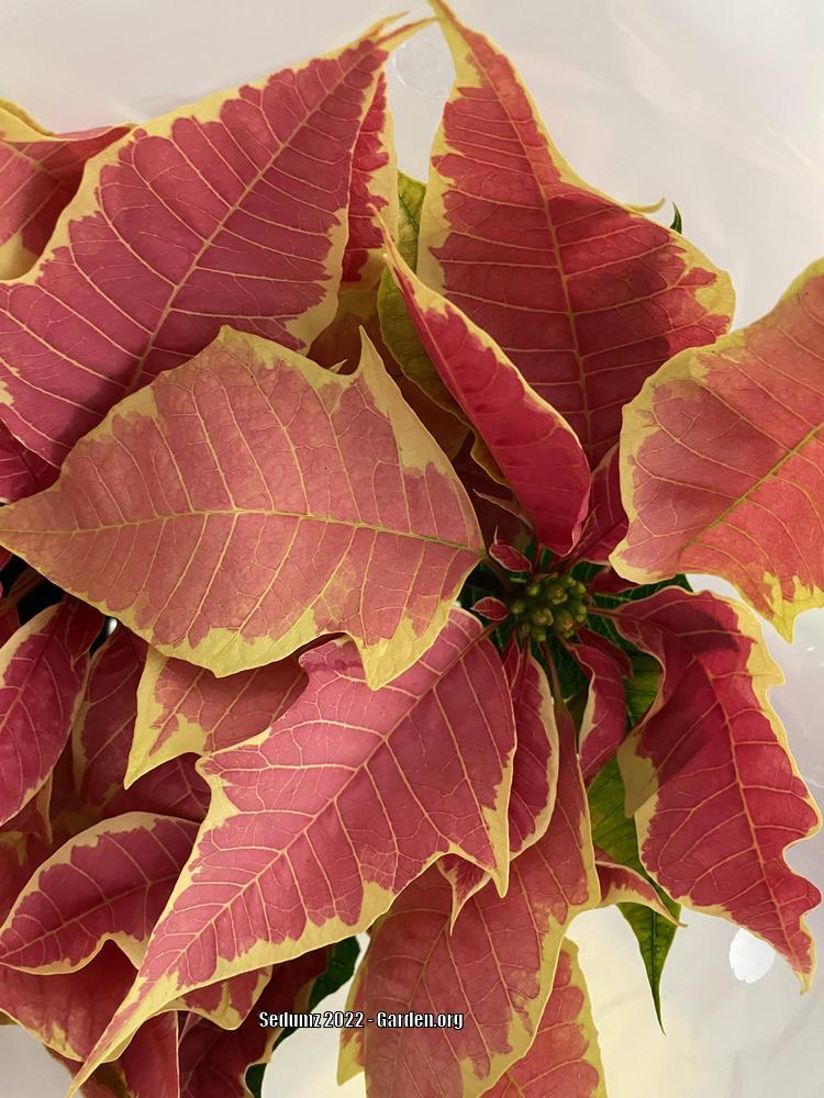 Poinsettia (Euphorbia pulcherrima Enduring™ Marble) in the Euphorbias ...