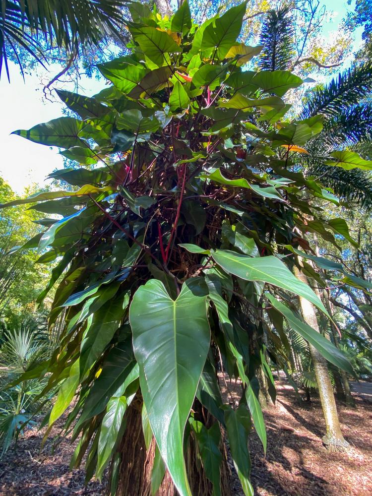 Blushing Philodendron (Philodendron erubescens) in the Philodendrons ...