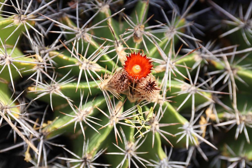 Photo of the bloom of Zapotitlan Barrel Cactus (Parrycactus flavovirens) posted by Baja_Costero ...