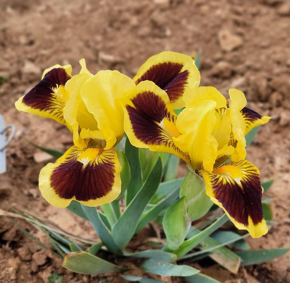 Photo of the entire plant of Miniature Dwarf Bearded Iris (Iris 'Circle ...