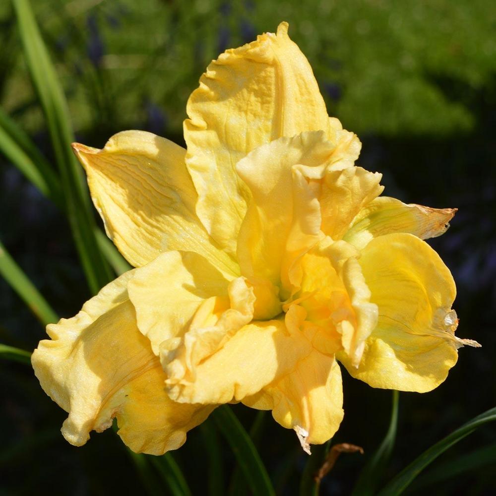 Photo of the bloom of Daylily (Hemerocallis 'Double Parfait') posted by DuluthDaylily - Garden.org