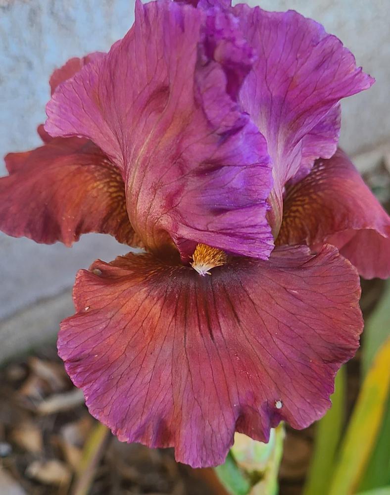 Arilbred Iris (Iris 'Everly Rose') in the Irises Database - Garden.org