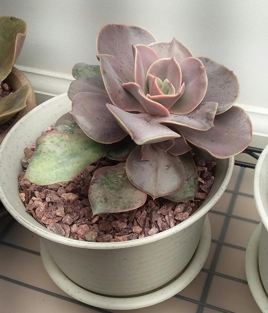Photo of the entire plant of Conchita (Echeveria 'Xanthe Rose') posted ...