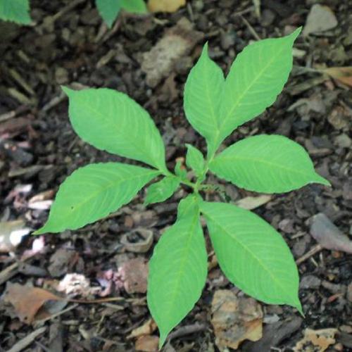 Voodoo Plant (Amorphophallus yunnanensis) in the Amorphophallus ...