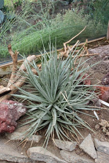 Photo of the entire plant of Coastal Purple Puya (Puya venusta) posted ...