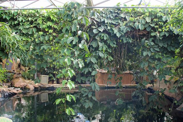 Photo of the entire plant of Chestnut Vine (Tetrastigma voinierianum ...