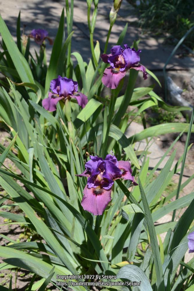 Photo of the bloom of Arilbred Iris (Iris 'Suspect') posted by Serjio - Garden.org