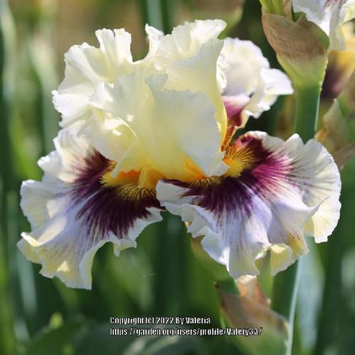 Tall Bearded Iris (Iris 'Truth or Dare') in the Irises Database ...