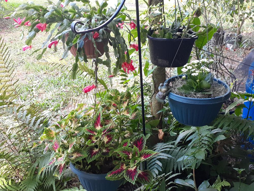 Viewing a Plant Combination by Zeta7 - Garden.org