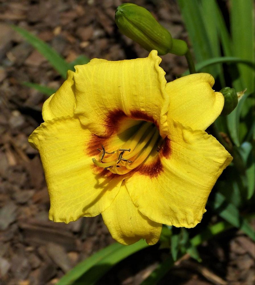 Photo of the bloom of Daylily (Hemerocallis 'Siloam June Bug') posted ...