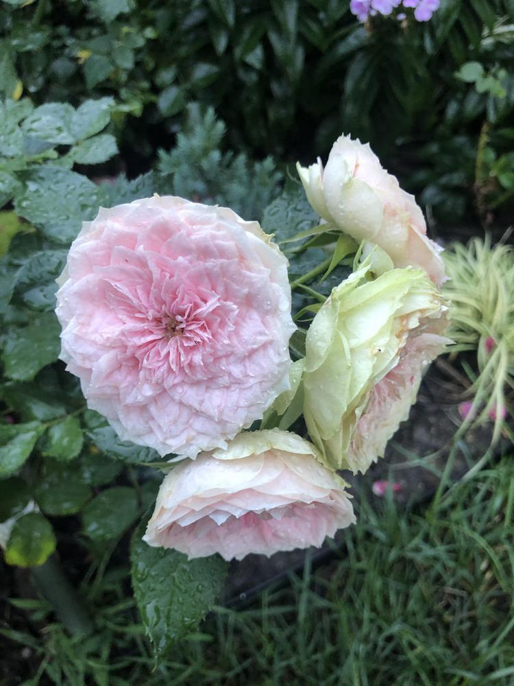 Photo of the bloom of Shrub Rose (Rosa 'Pompon Flower Circus') posted ...