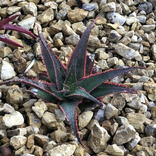 Aloe 'Coral Fire' in the Aloes Database - Garden.org